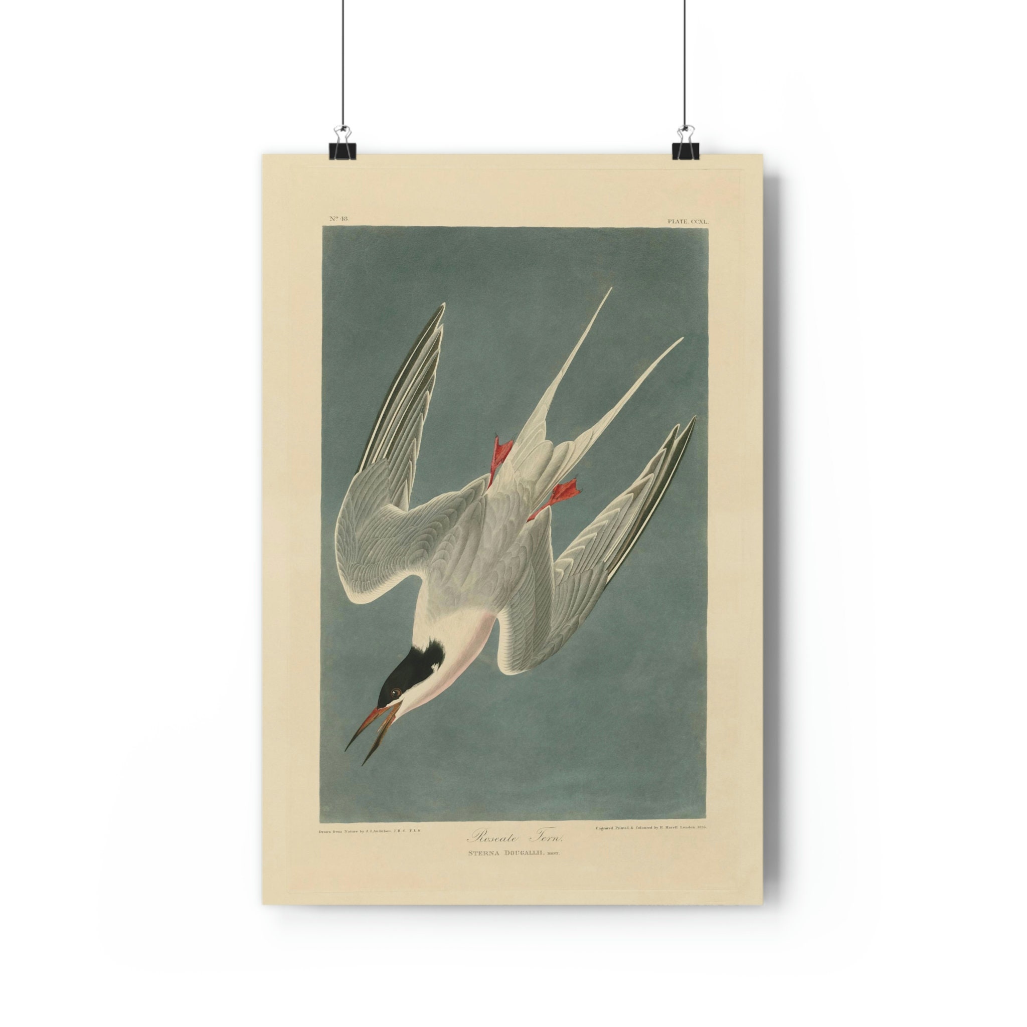 Roseate Tern by John James Audubon Giclée Fine Art Print Vintage Wall ...