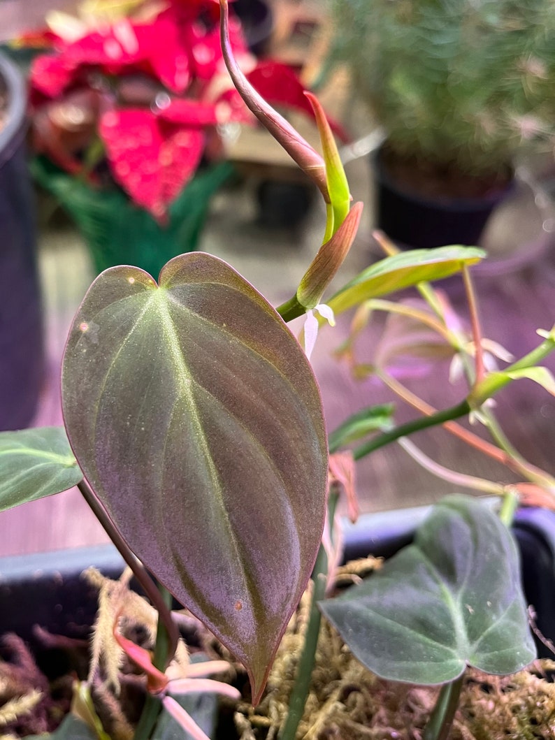 Mican velvet Philodendron Cutting - Etsy