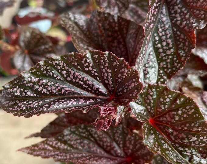 Live Begonia Plant Doublet Rose Starter Plant - Etsy