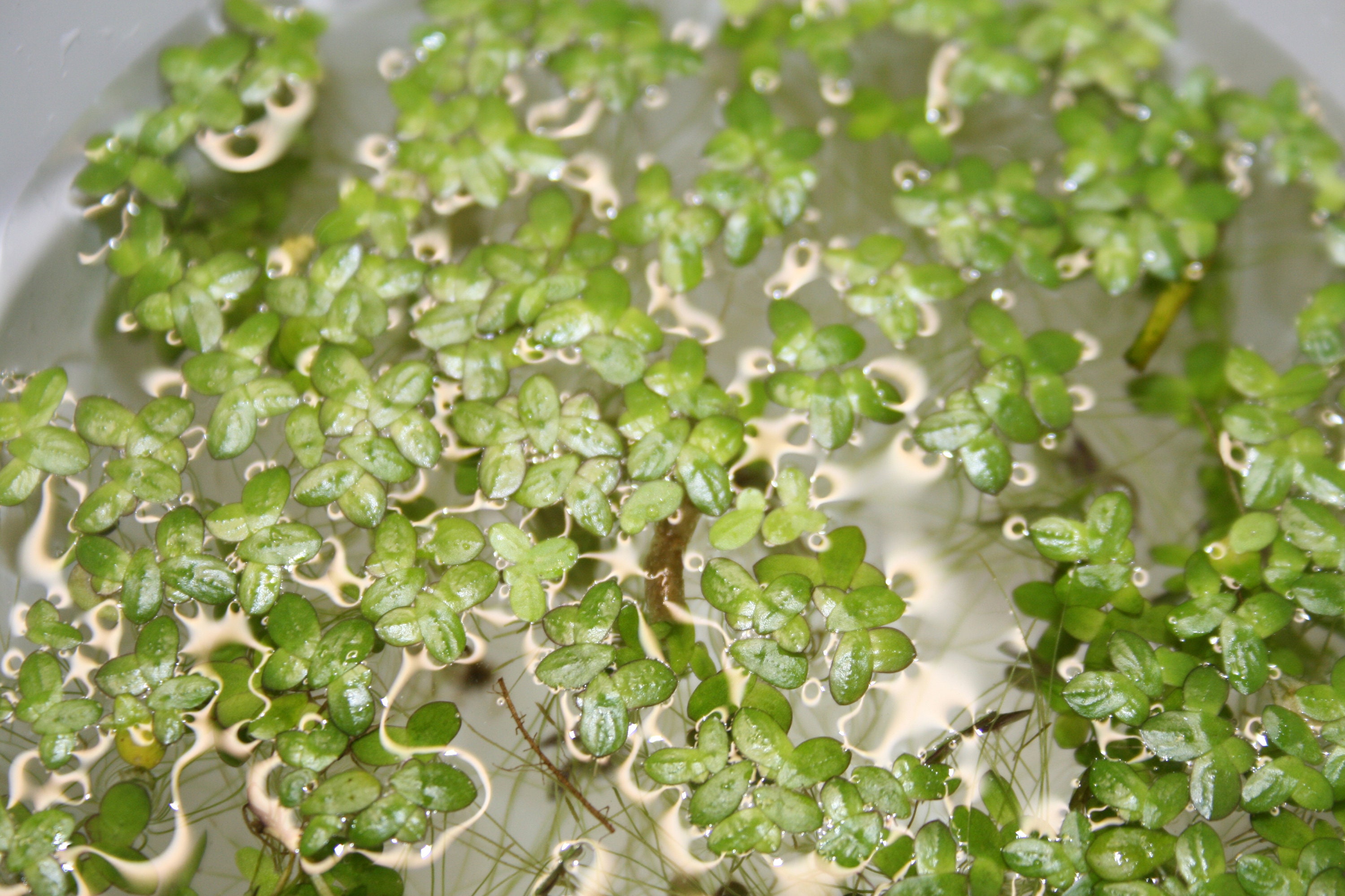 Amazon Frogbit/dwarf Water Lettuce/salvinia/duckweed/red Root Floaters ...