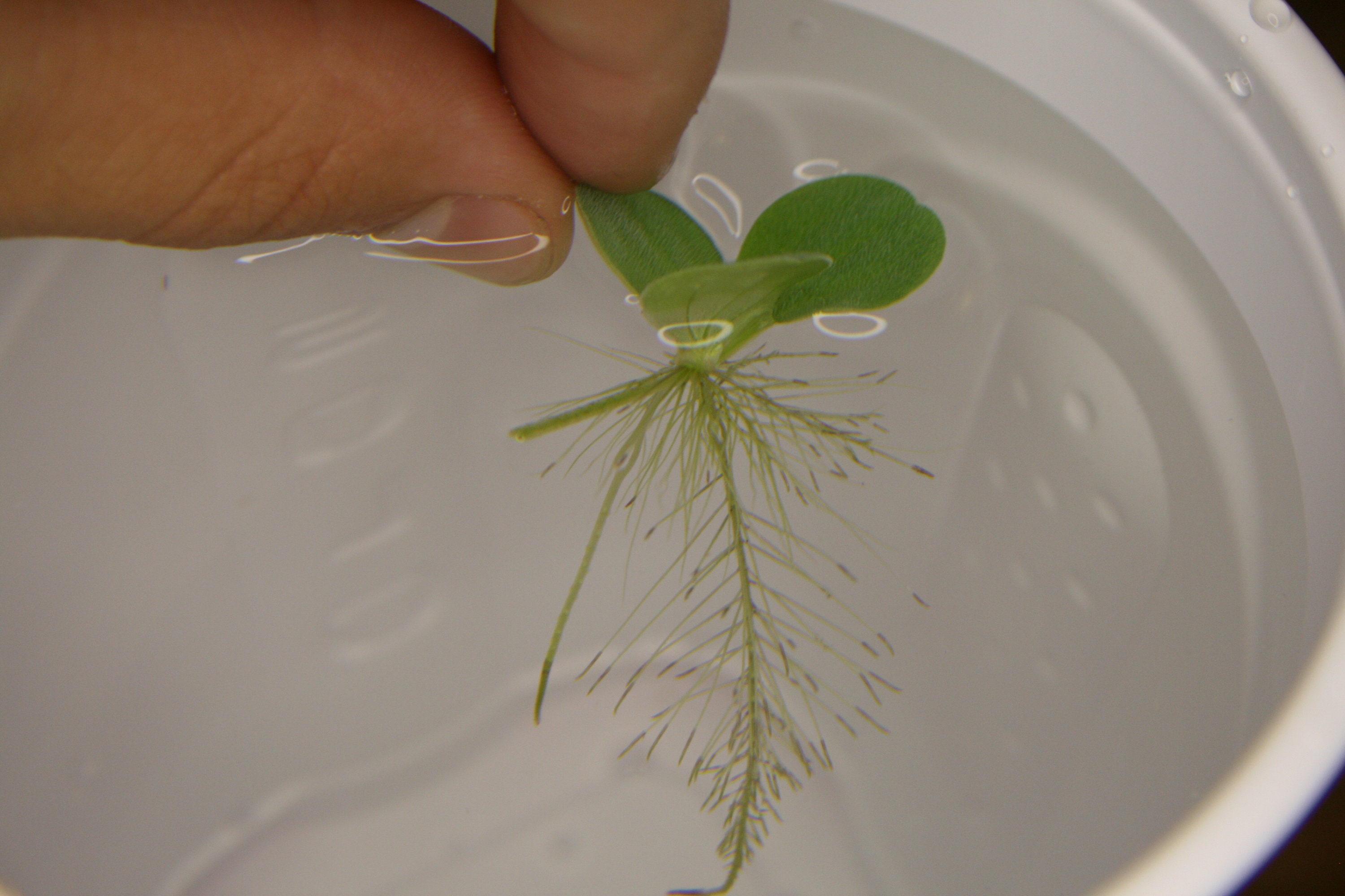 Amazon Frogbit/dwarf Water Lettuce/salvinia/duckweed/red Root Floaters ...