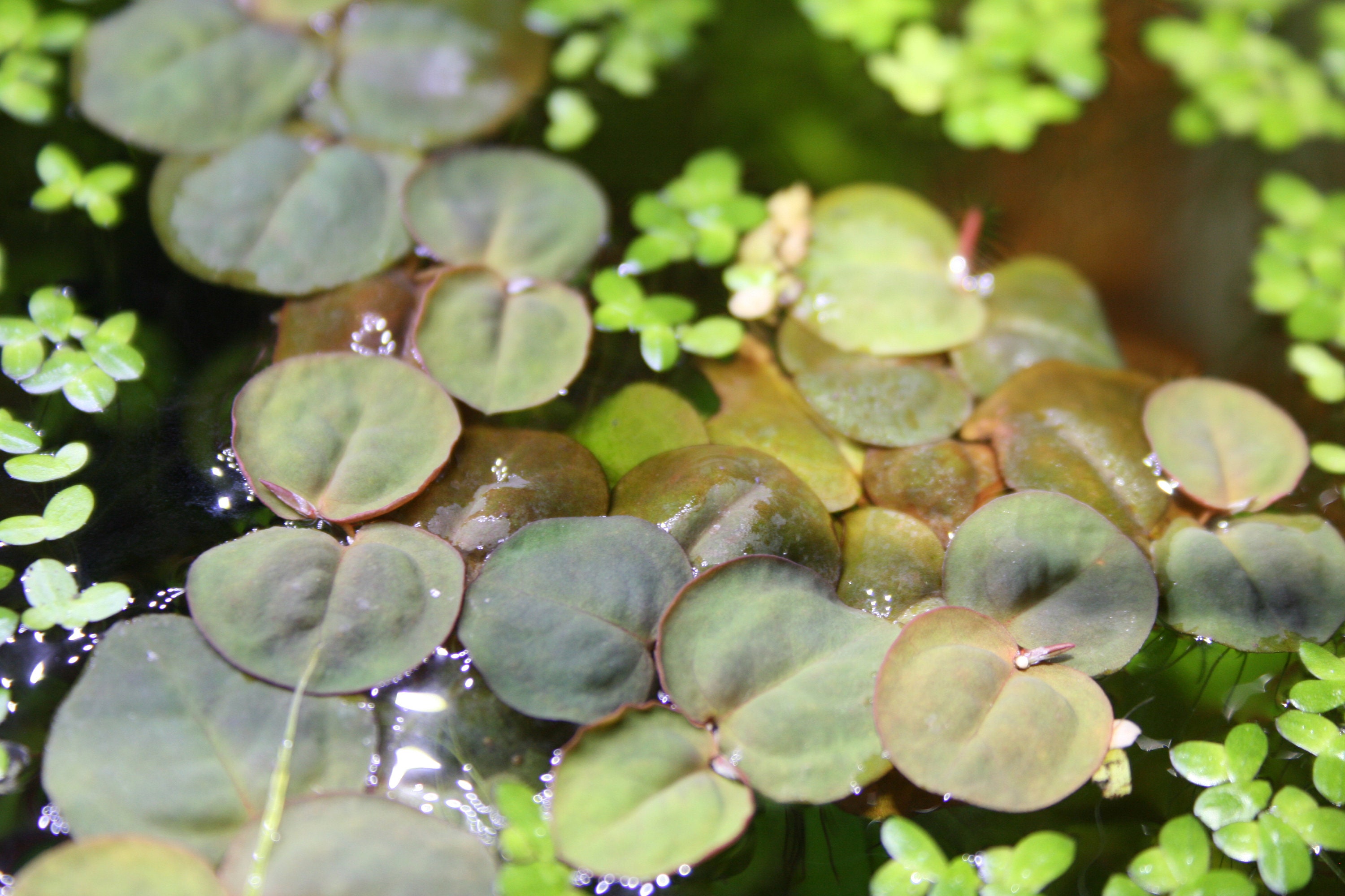 Amazon Frogbit/dwarf Water Lettuce/salvinia/duckweed/red Root Floaters ...