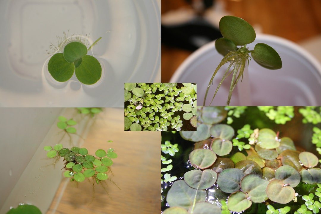 Amazon Frogbit/dwarf Water Lettuce/salvinia/duckweed/red Root Floaters ...