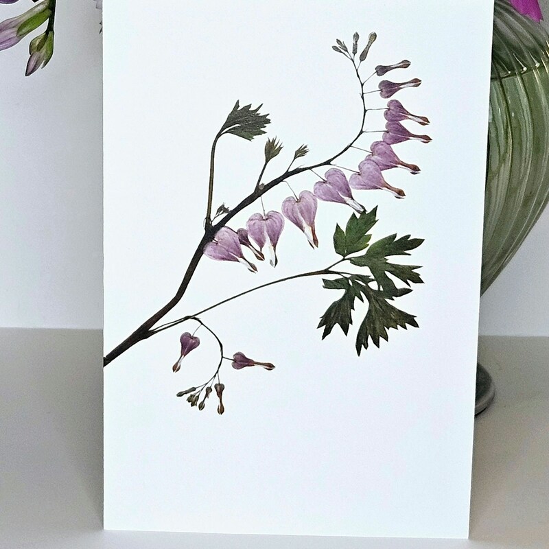 White Bleeding Heart - Etsy