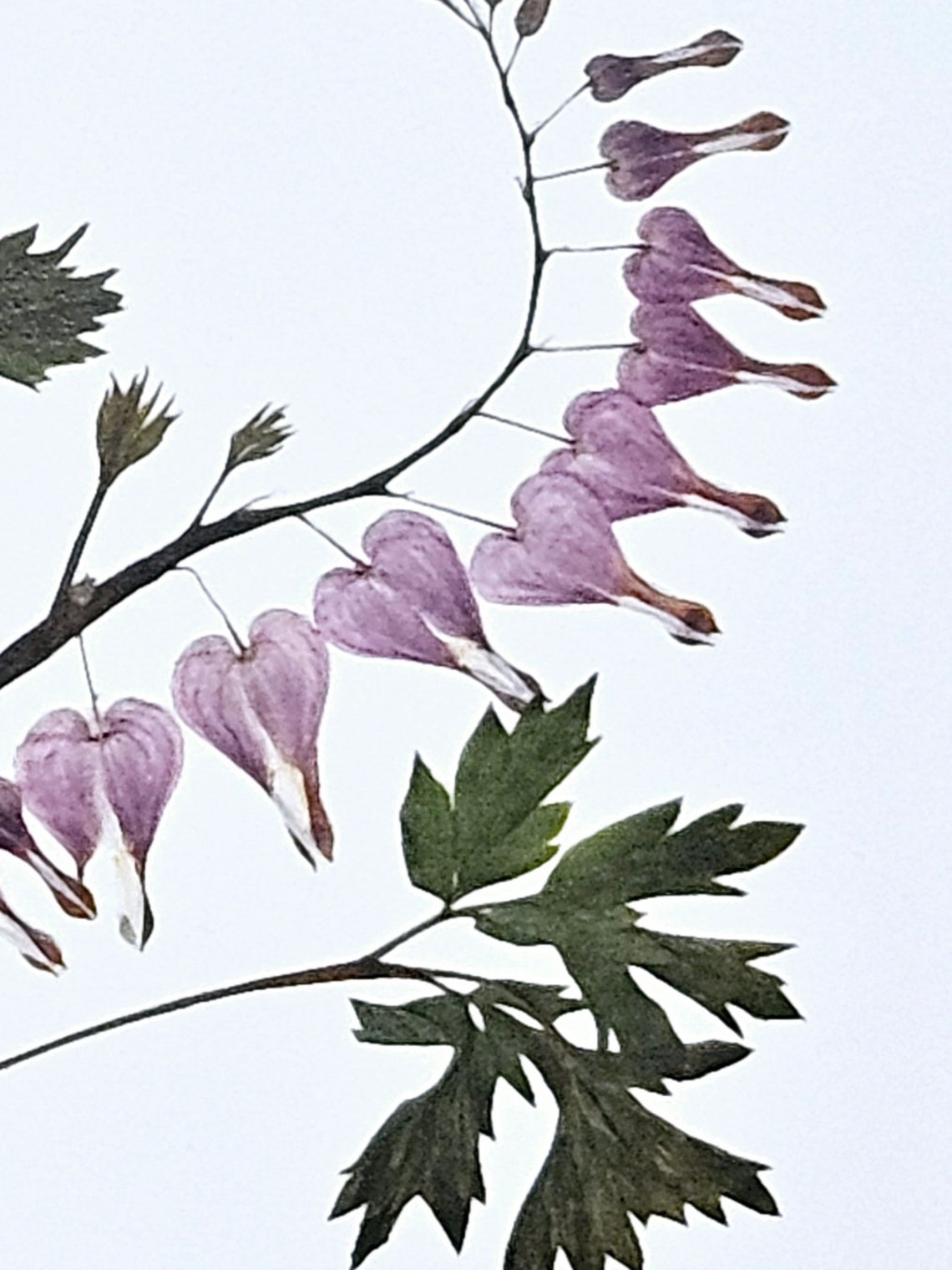 Slow Pressed Bleeding Heart Greeting Card for All Occasions - Etsy