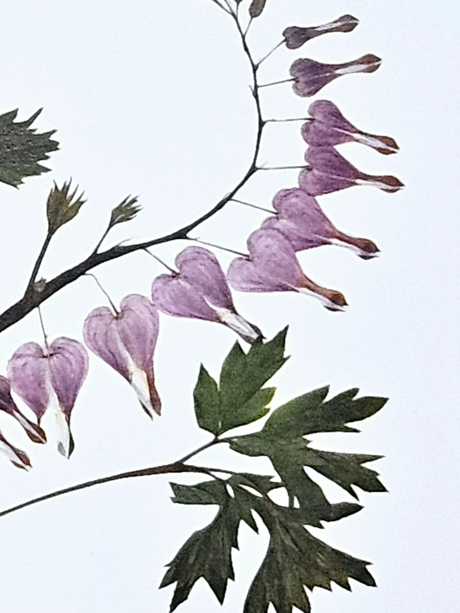 Slow Pressed Bleeding Heart Greeting Card for All Occasions - Etsy