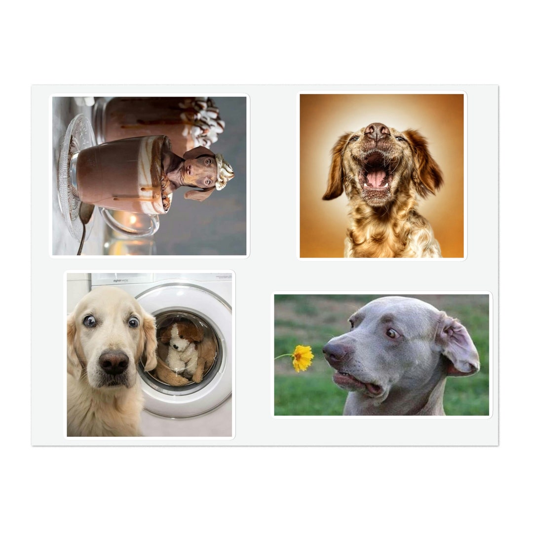 These Funny Dog Stickers in Standard, Transparent and Holographic ...