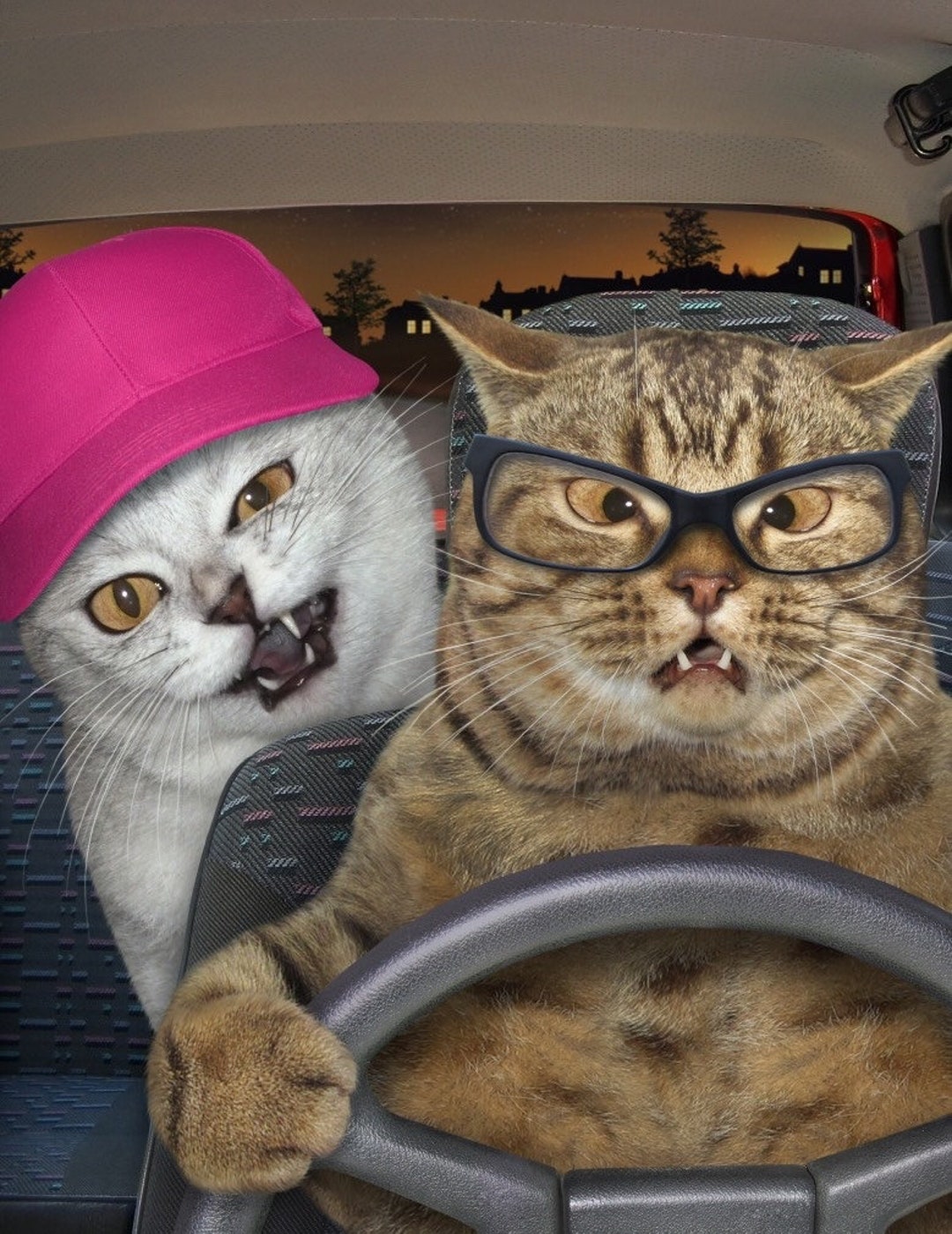 Lets Roll Funny Cat Digital Art 8.5x11in. Printable Instant - Etsy