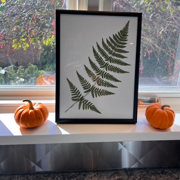 Pressed Fern Framed - Etsy