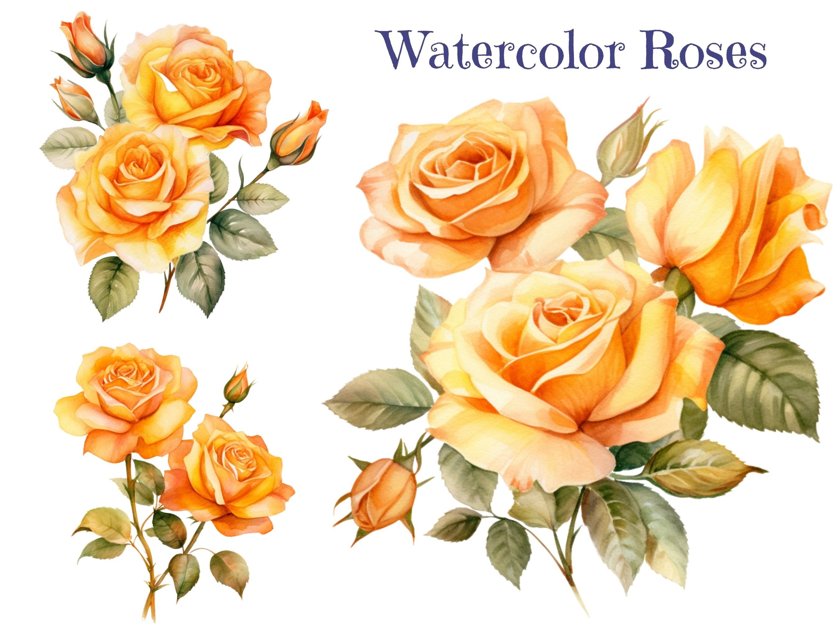 Watercolor Roses Clipart,design Illustration,commercial PNG, Digital ...