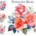 Watercolor Roses Clipart,design Illustration,commercial PNG, Digital ...
