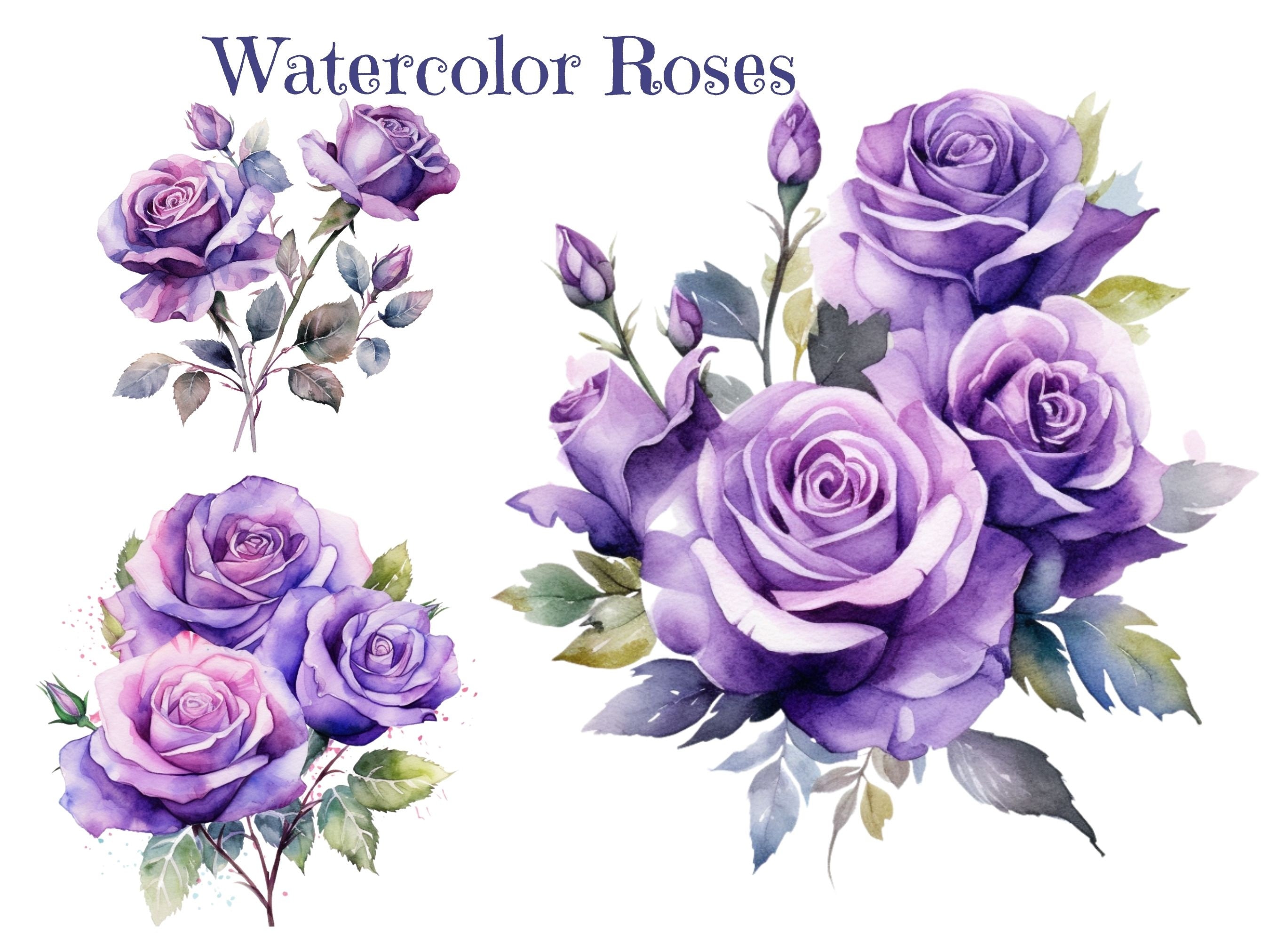 Watercolor Roses Clipart,design Illustration,commercial PNG, Digital ...