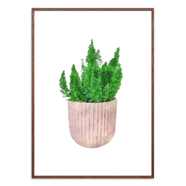 Foxtail Fern Plant - Etsy