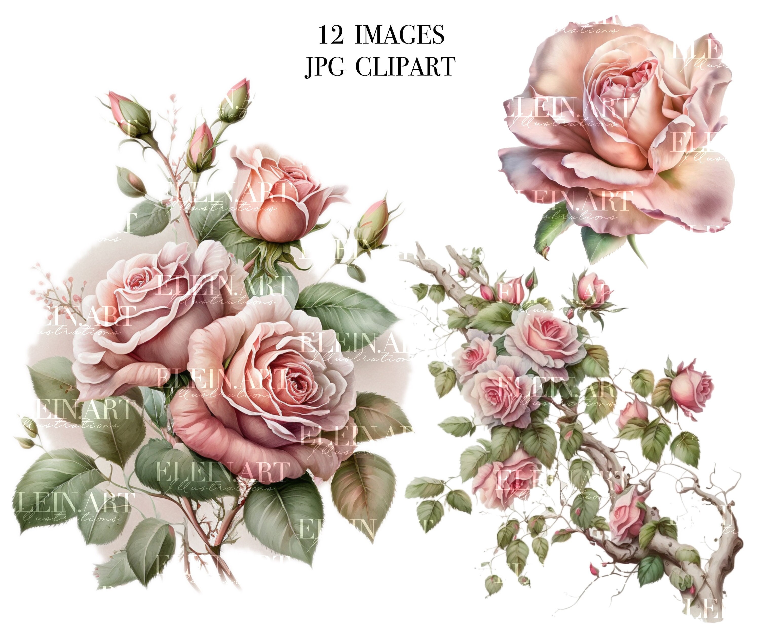 Watercolor Roses Clipart, Watercolor Pink Roses Flower, Floral Wreath ...