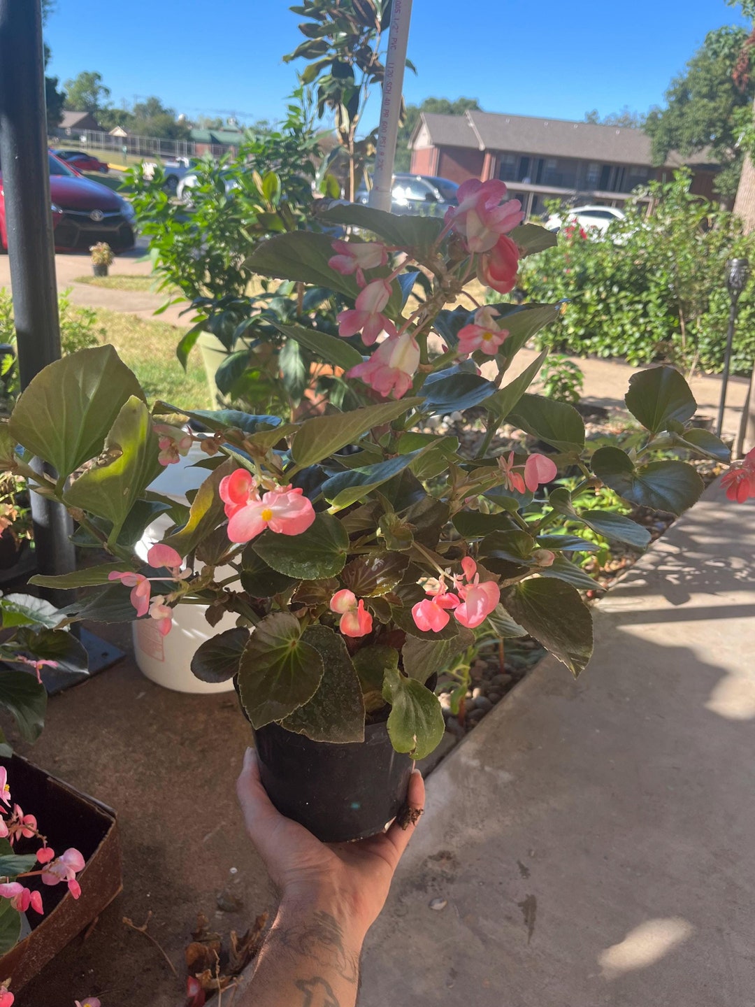 Begonias Dragon Wing/ Whopper/ Small Bronze Leaf - Etsy