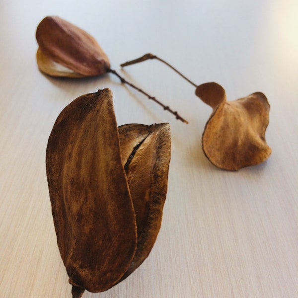 Frog Fruit Seeds - Etsy Canada