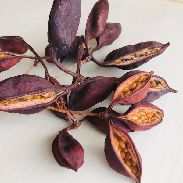 Dried Seed Pods - Etsy