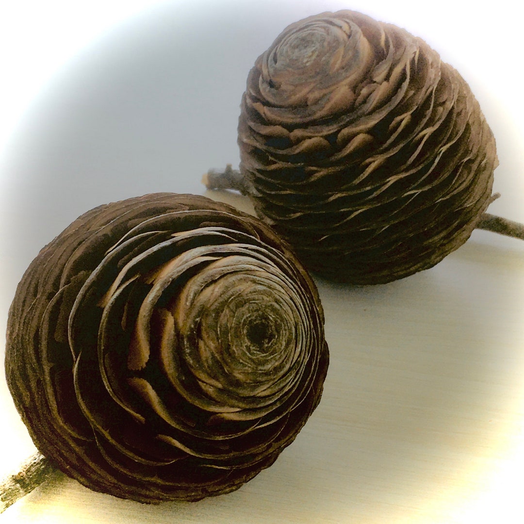 Natural Big Cedar Pine Cone Cedrus Libani Dried Big Cedar Pine Cone ...