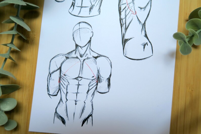 Illustration/artwork Print - Male Torso/man Torso Anatomy - Drawing ...