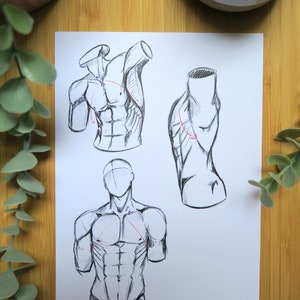 Illustration/artwork Print - Male Torso/man Torso Anatomy - Drawing ...