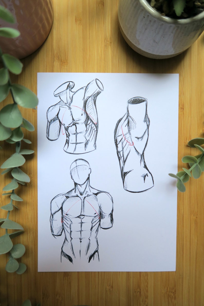 Illustration/artwork Print - Male Torso/man Torso Anatomy - Drawing ...