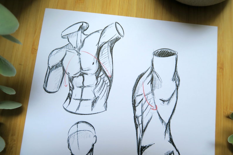 Illustration/artwork Print - Male Torso/man Torso Anatomy - Drawing ...