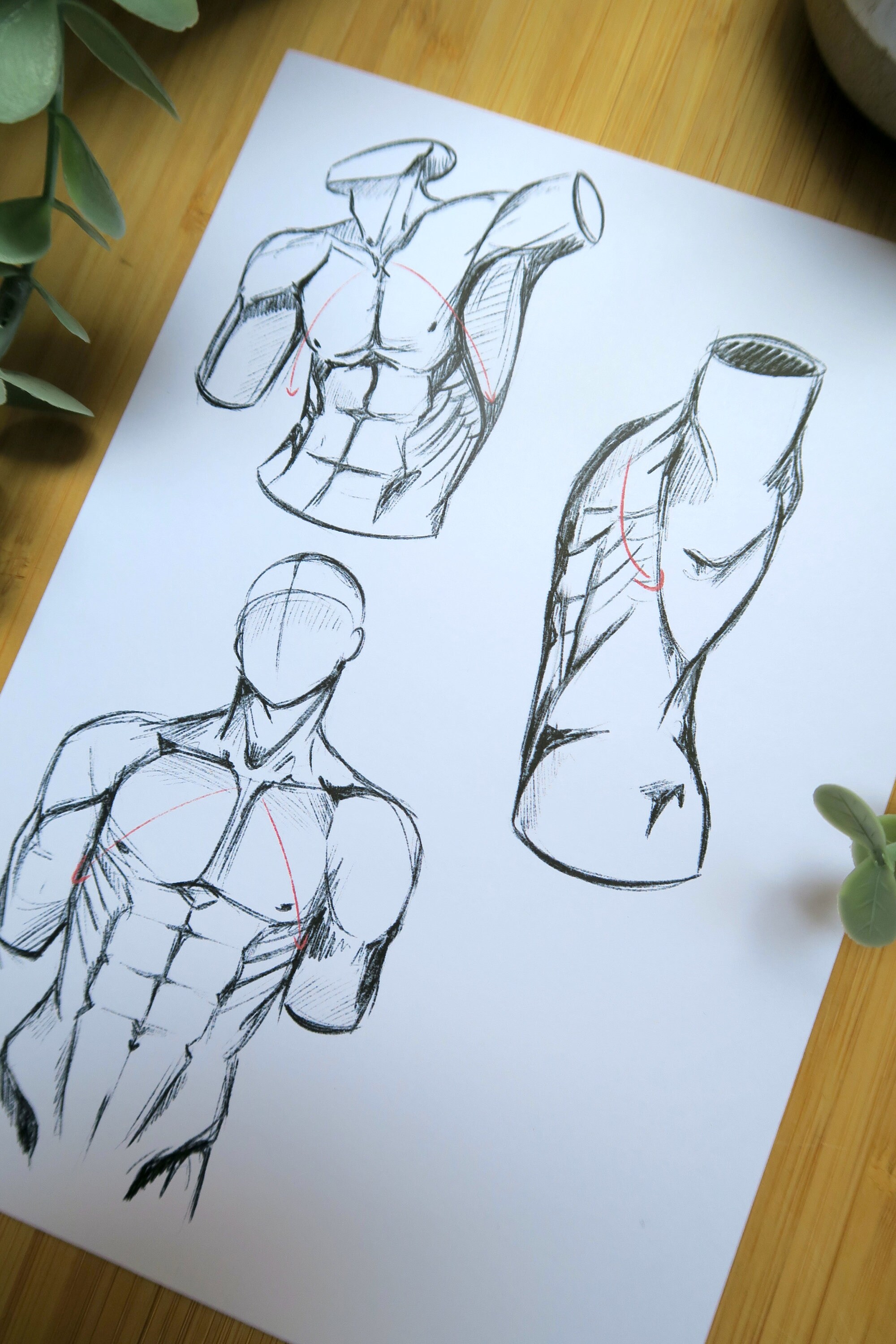 Illustration/artwork Print - Male Torso/man Torso Anatomy - Drawing ...