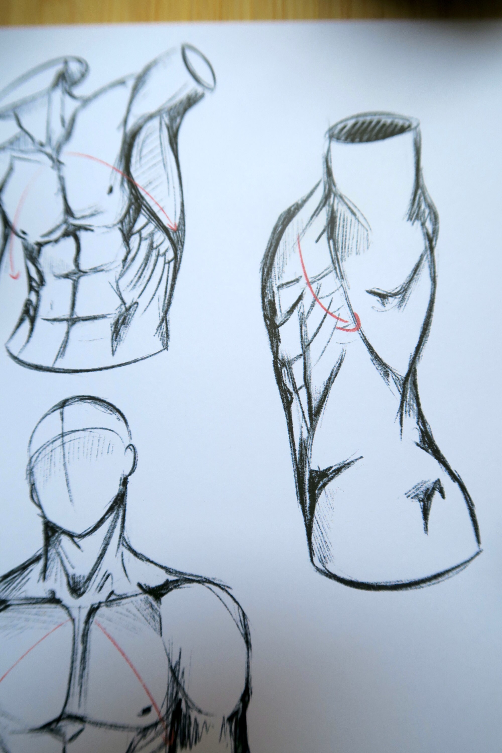 Illustration/artwork Print - Male Torso/man Torso Anatomy - Drawing ...