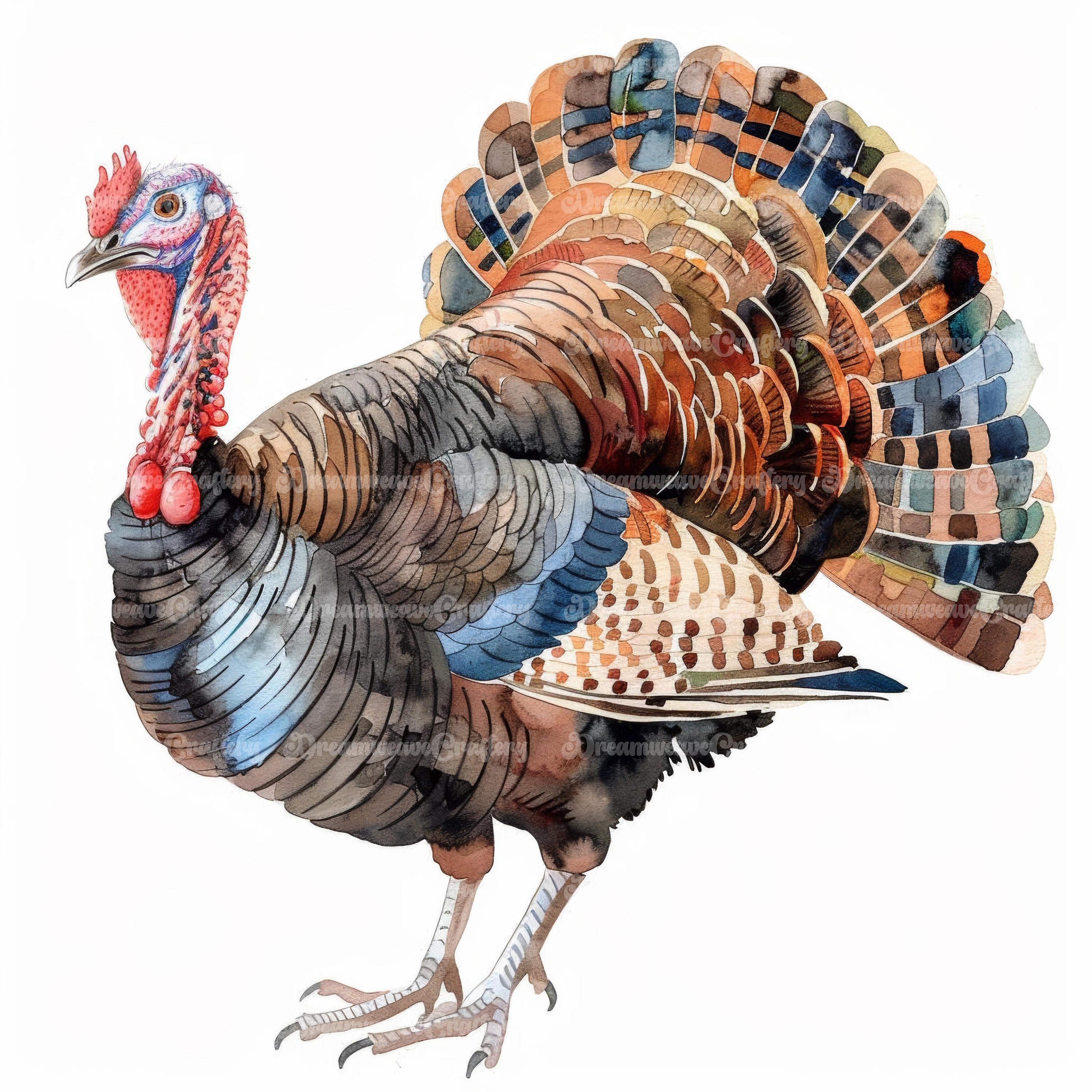 10 Pretty Cartoon Turkey Clipart Printable Watercolor Large Birds High ...