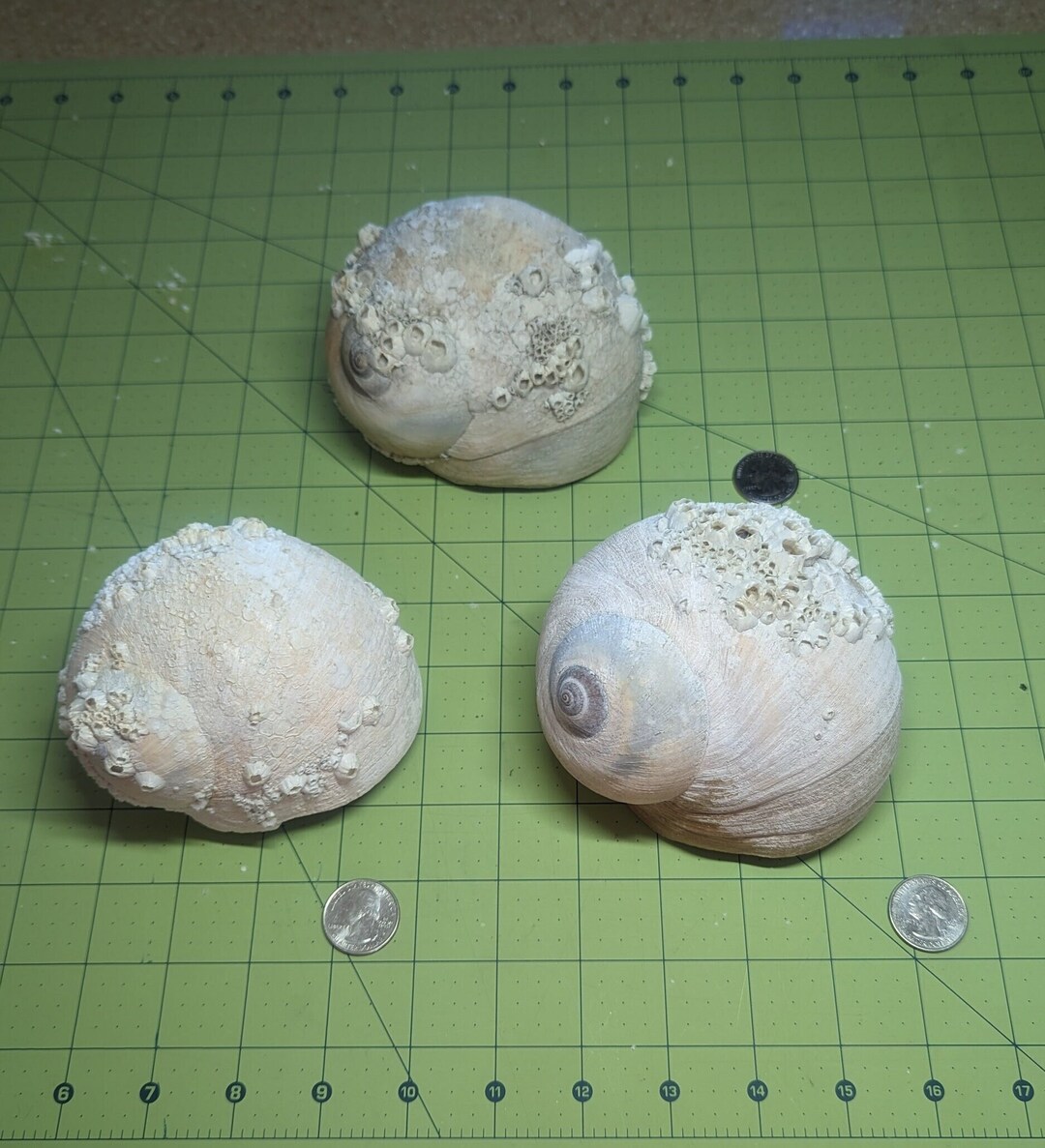 Lewis Moon Snail Shell - Etsy