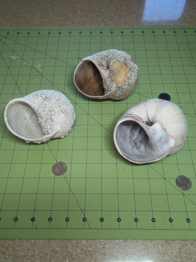 Lewis Moon Snail Shell - Etsy