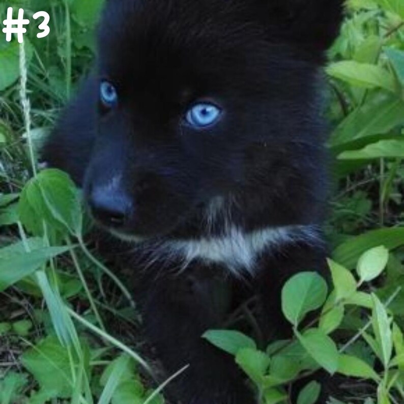 Hell Hound Puppy Living Entity Companions, CHOOSE From 6 Pups, Spirit ...