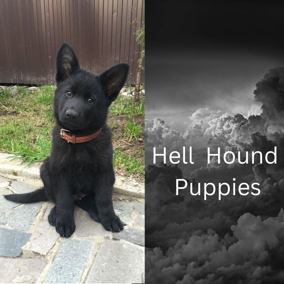 Hell Hound Puppy Living Entity Companions, CHOOSE From 6 Pups, Spirit Vessel Necklace - Etsy
