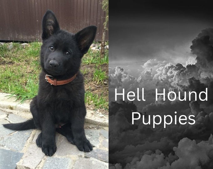Hell Hound Puppy Living Entity Companions, CHOOSE From 6 Pups, Spirit ...