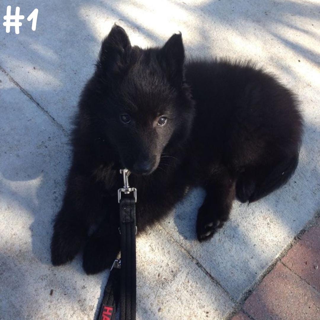 Hell Hound Puppy Living Entity Companions, CHOOSE From 6 Pups, Spirit ...