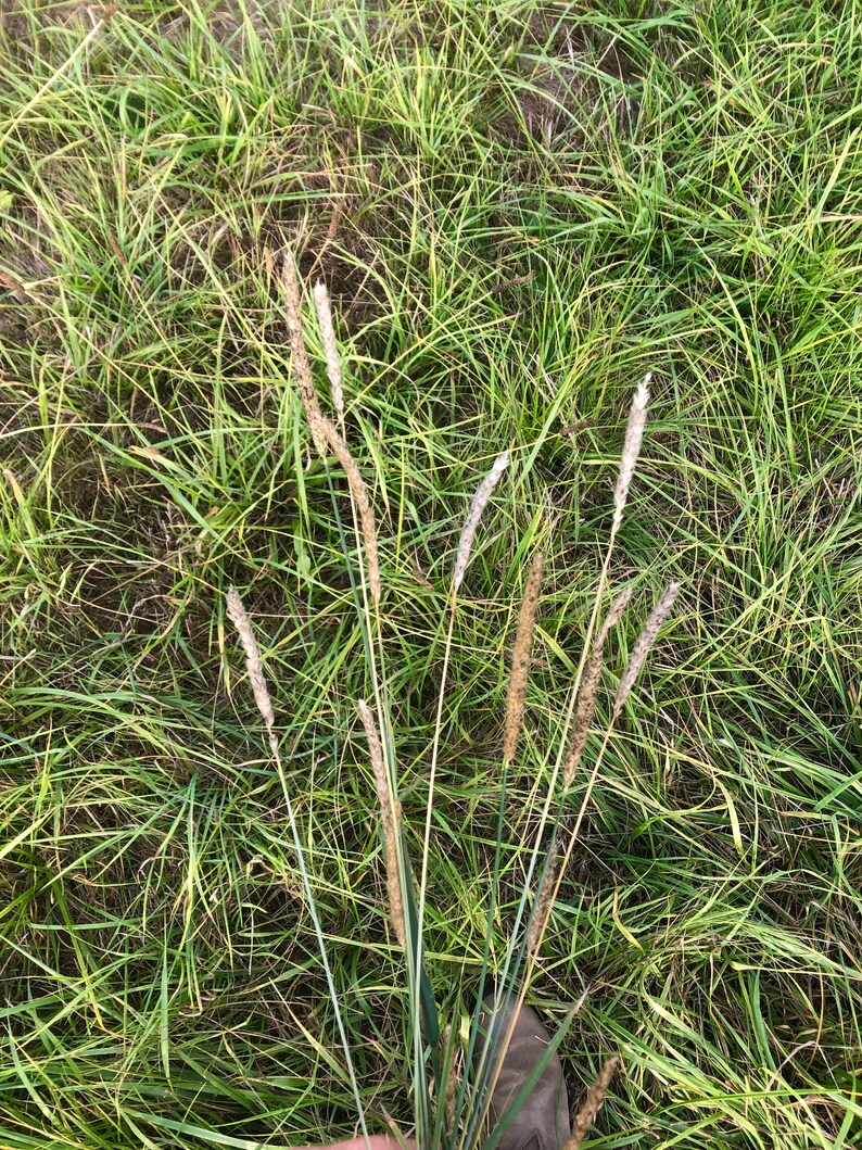 Organic Timothy Grass Hay 8oz - Etsy