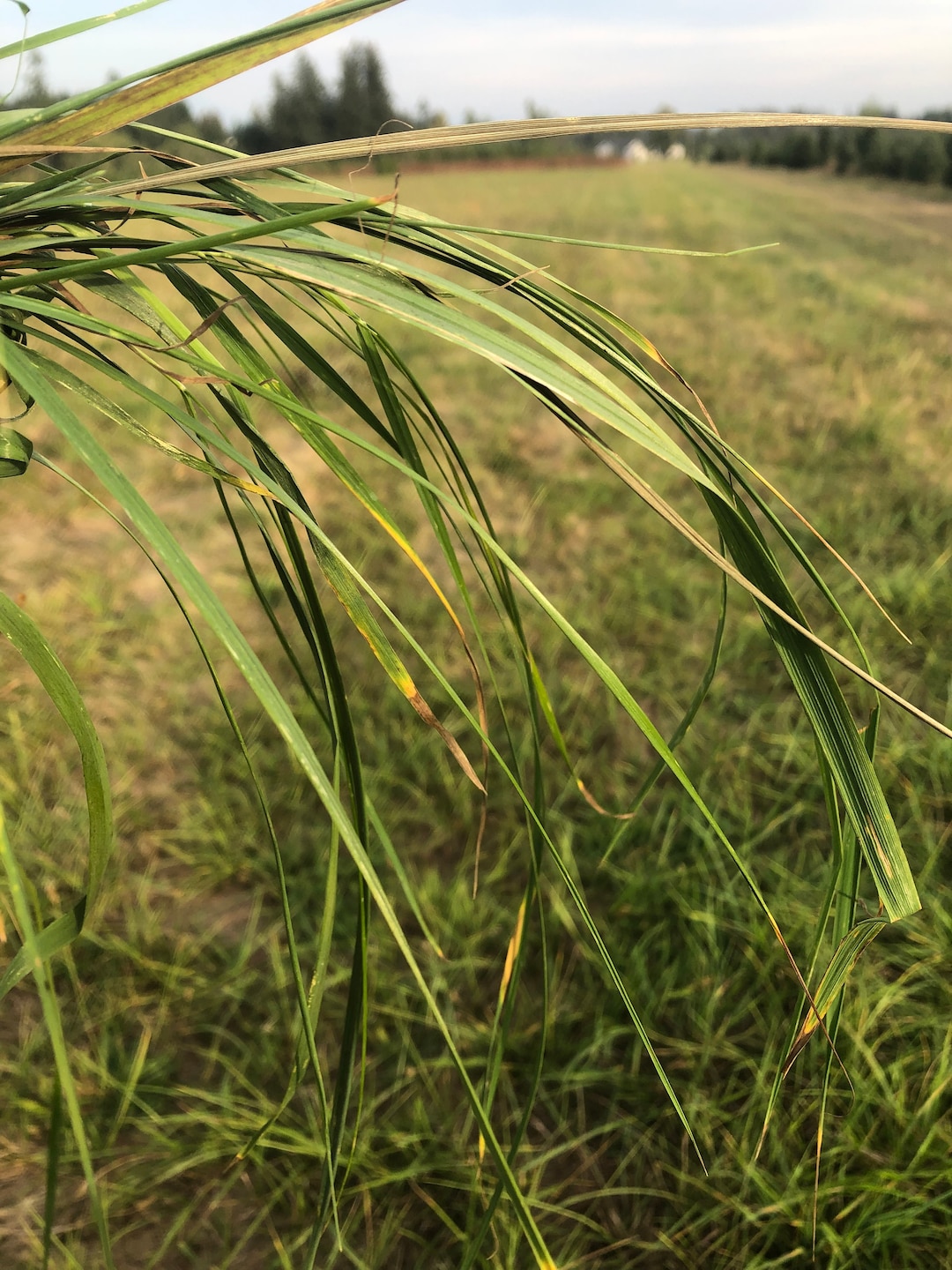 Organic Timothy Grass Hay - Etsy