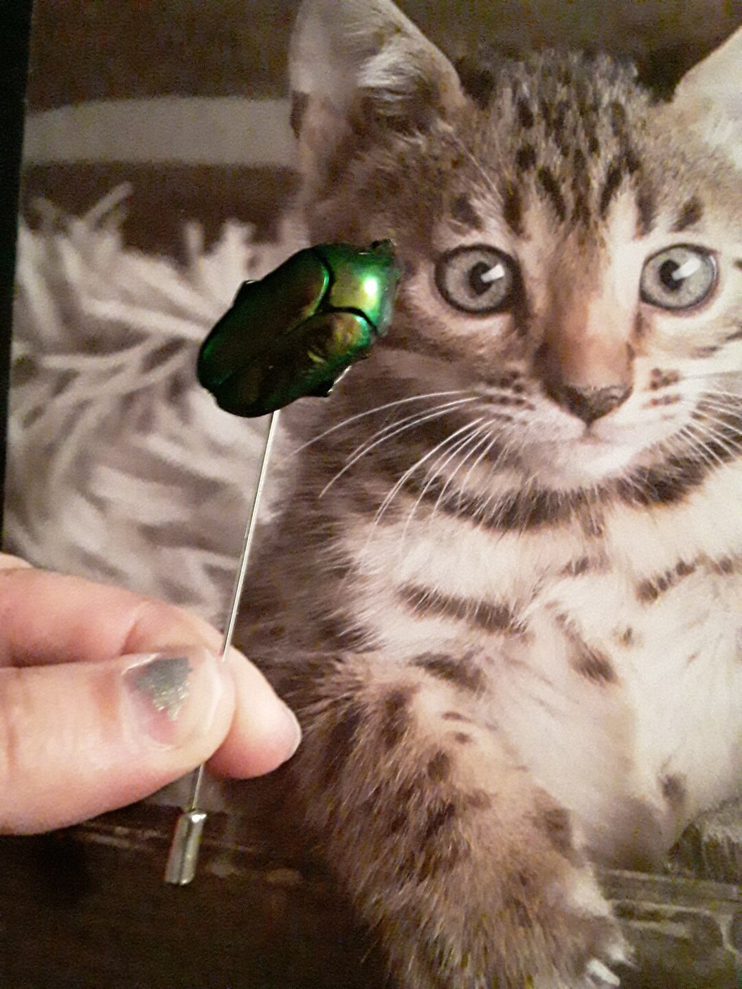 Rare Scarab Beetle Hat Pin - Etsy