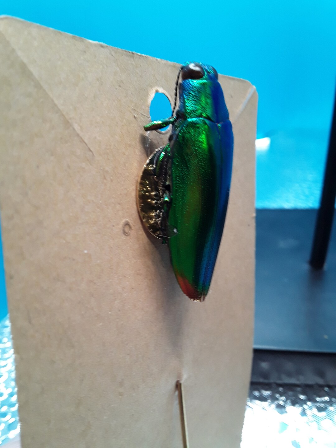 Full Jewel Beetle Hat Pin. - Etsy