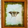 Framed Butterfly, Butterfly Wall Art, Shadow Box Butterflies, Pinned ...