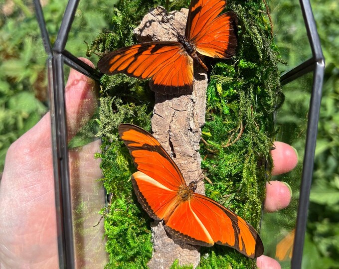 Glass Coffin Terrarium, Pinned Butterfly, Terrarium, Dried Mushrooms ...