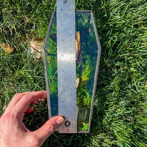 Glass Coffin Terrarium, Butterfly Display, Pinned Butterfly, Insect ...