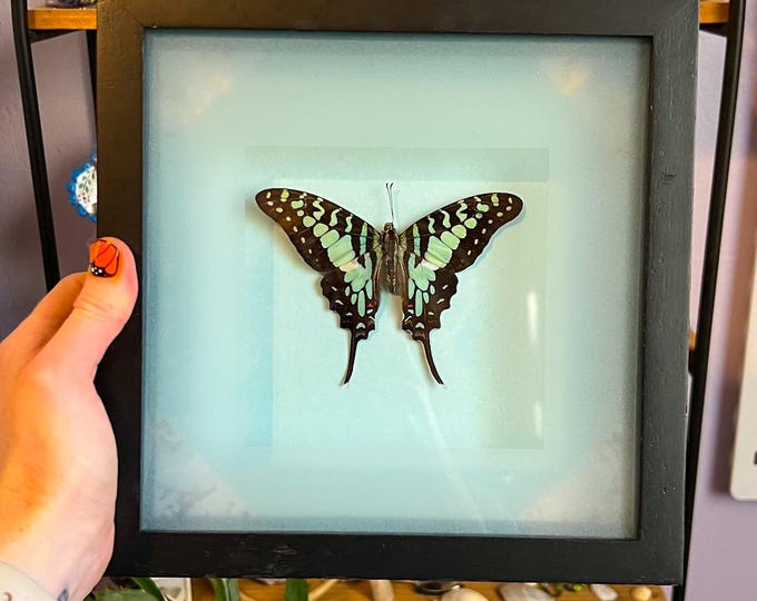 Framed Butterfly, Butterfly Wall Art, Shadow Box Butterfly, Pinned ...