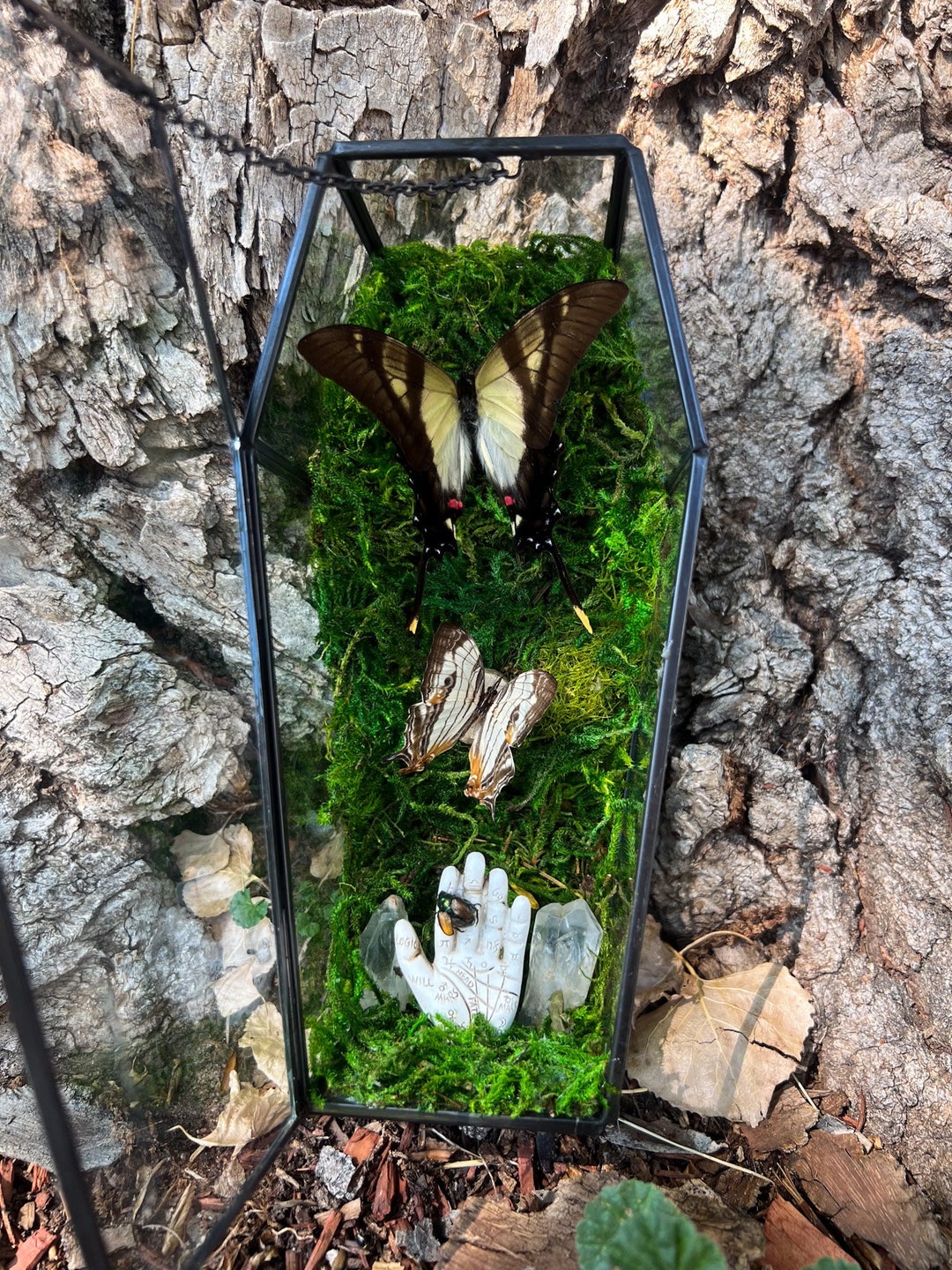 Glass Coffin Terrarium, Butterfly Display, Pinned Butterfly, Insect ...
