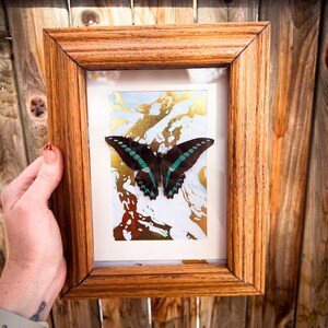 Framed Butterfly, Gold Marble, Shadow Box, Pinned Insects, Butterfly ...
