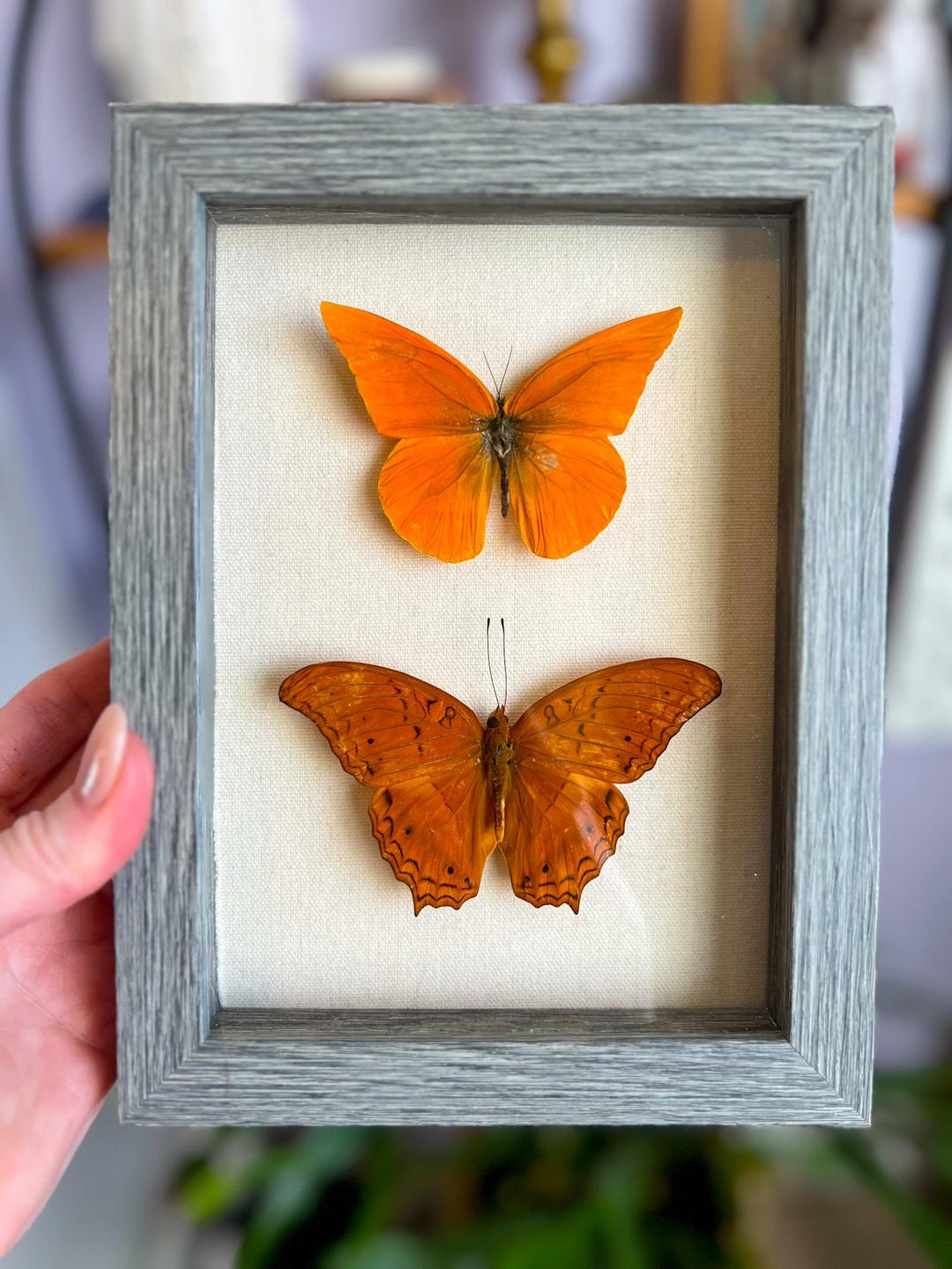 Framed Butterfly, Butterfly Wall Art, Shadow Box Butterflies , Pinned ...