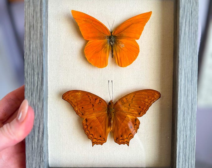 Framed Butterfly, Butterfly Wall Art, Shadow Box Butterflies, Pinned ...