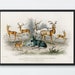 Printable Antelope Species Print, Digital Vintage Antelope Print, Deer ...