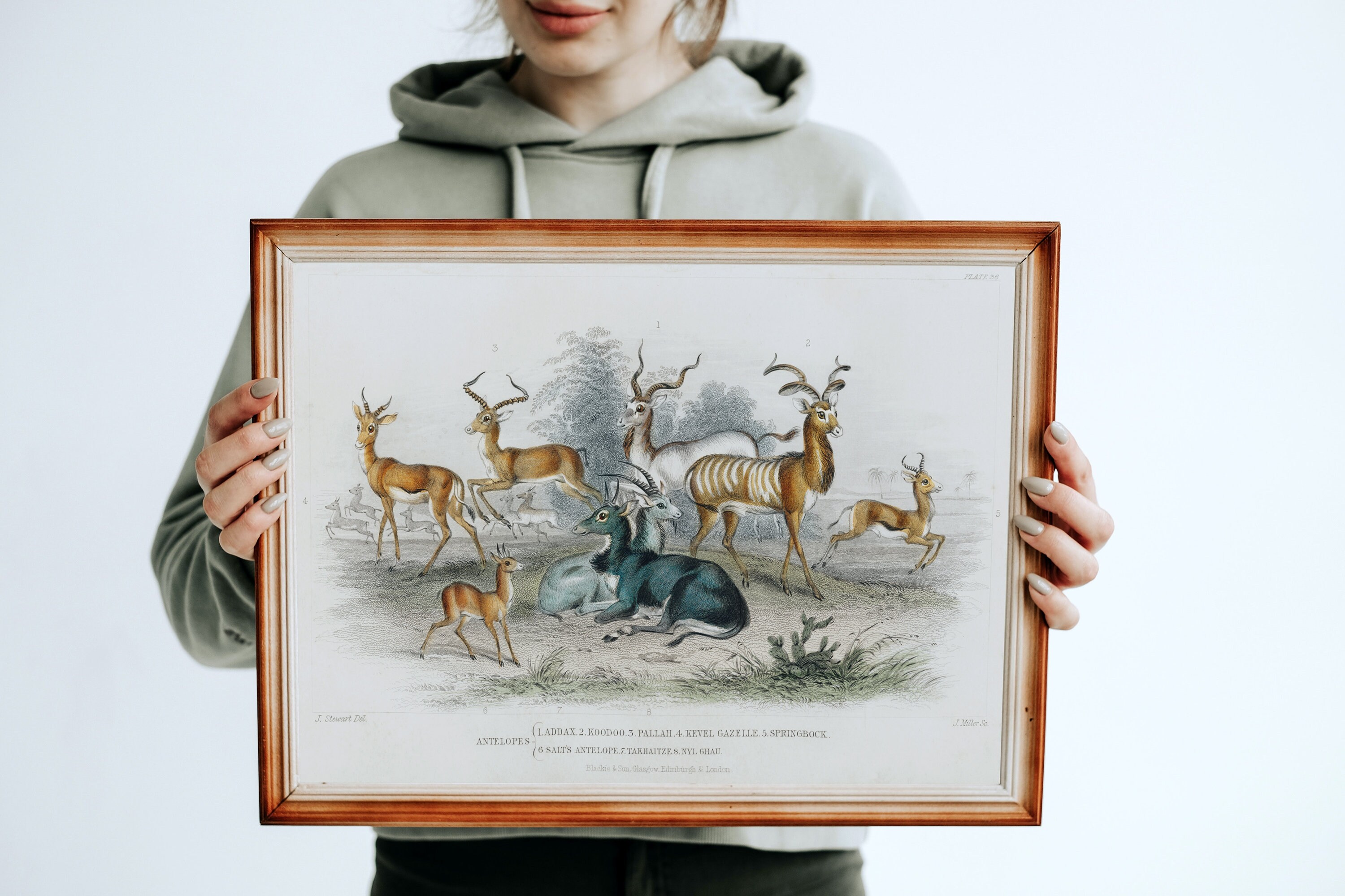 Printable Antelope Species Print, Digital Vintage Antelope Print, Deer ...