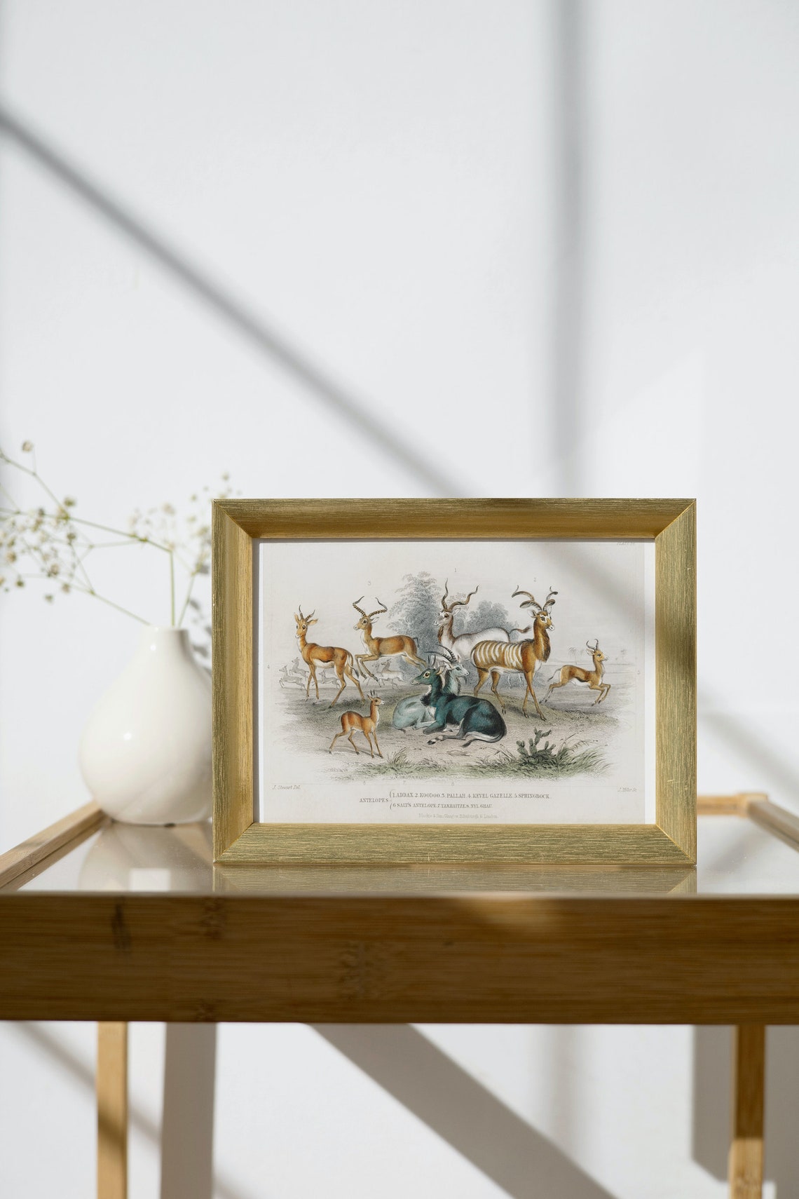 Printable Antelope Species Print, Digital Vintage Antelope Print, Deer ...